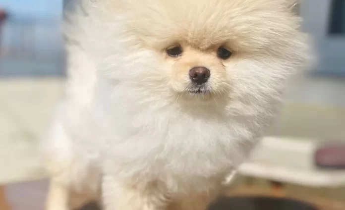 Aşıları Tam Ayı Surat Pomeranian Boo Yavrusu Shaved Haircut - 33231