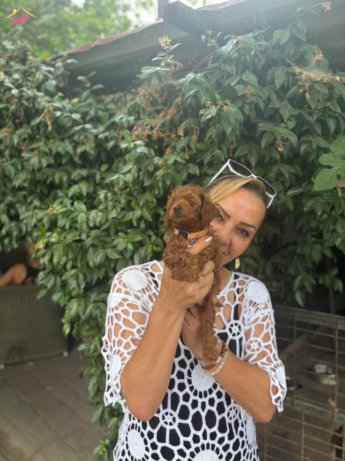 Efsane Mini Boy Toy Poodle Yavrularımız #29176 | Petciler