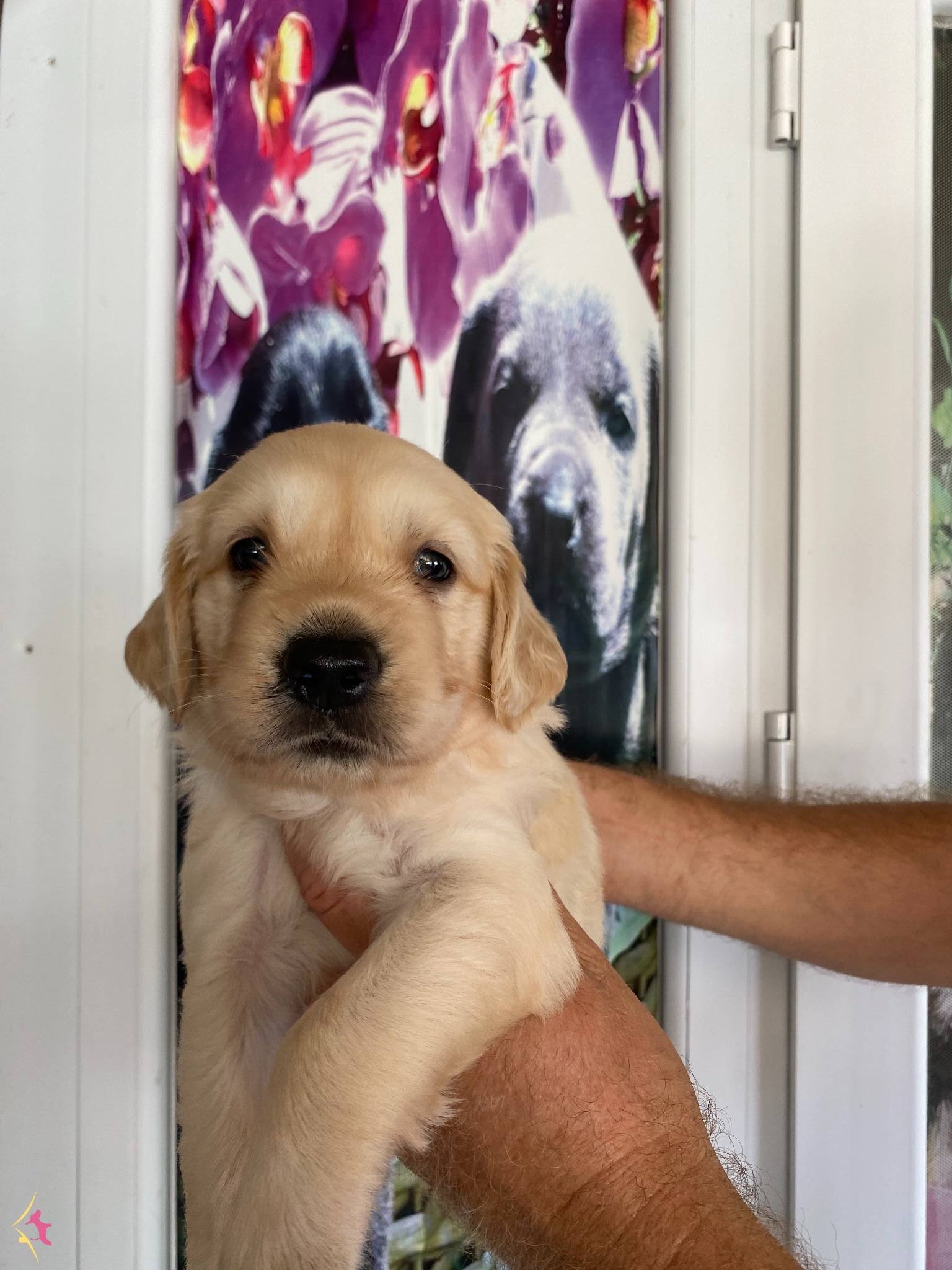 Baby Face Golden Retriever Bebekler #20367 | Petciler