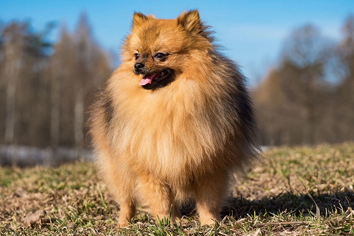 Pomeranian boo Sahiplenme 2026: İlanlar, Fiyat ve Bakımı - Petciler