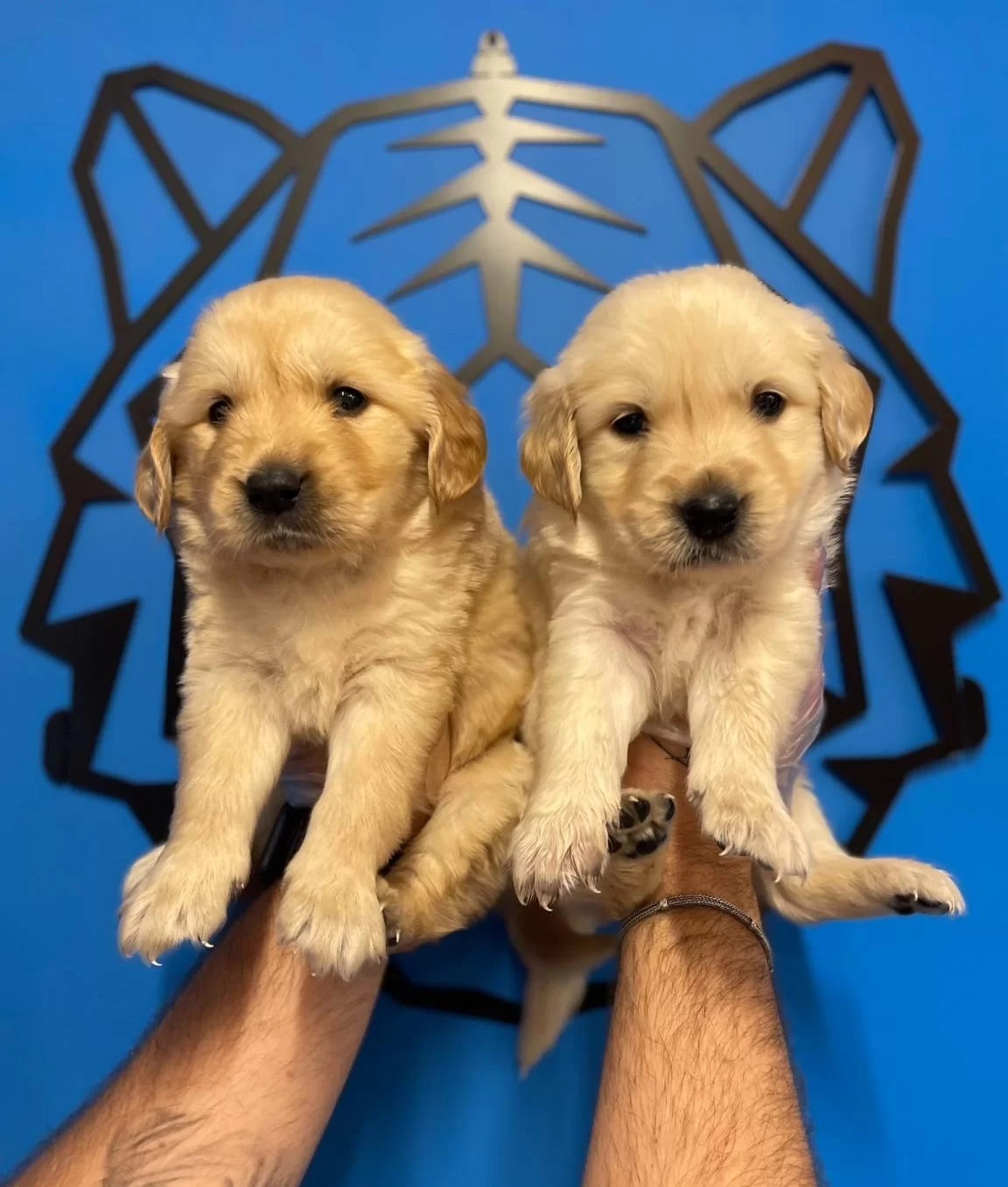 Baby Face Golden Retriever Yavruları #33334 | Petciler