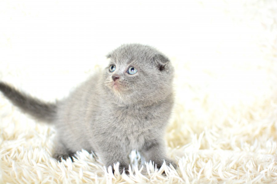 Top Kafa Gri Scottish Fold #31660 | Petciler