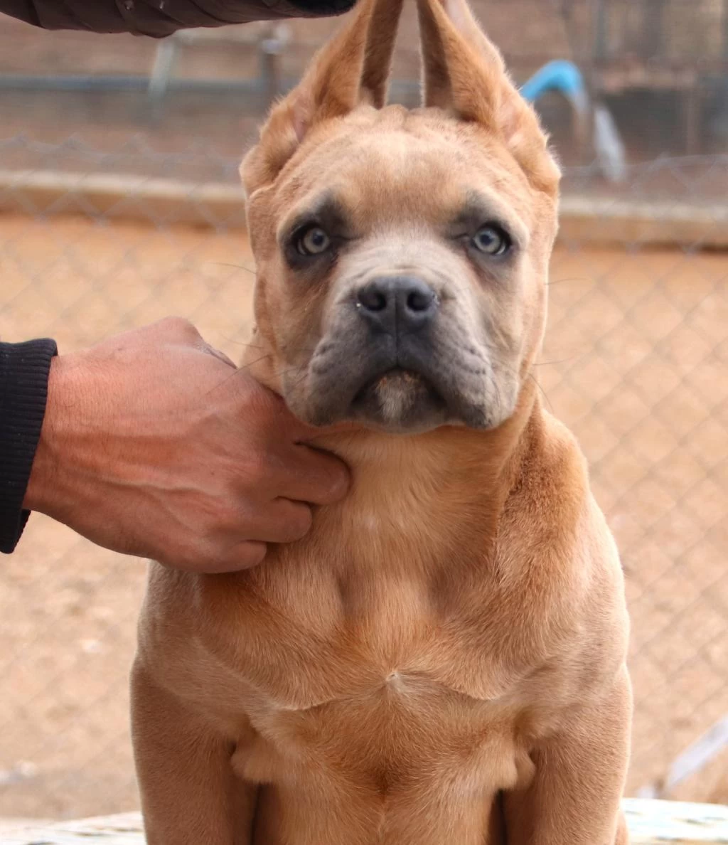 Fci-kif Şecereli Federasyon Kayitli Safkan Cane Corso Yavru #72341 ...