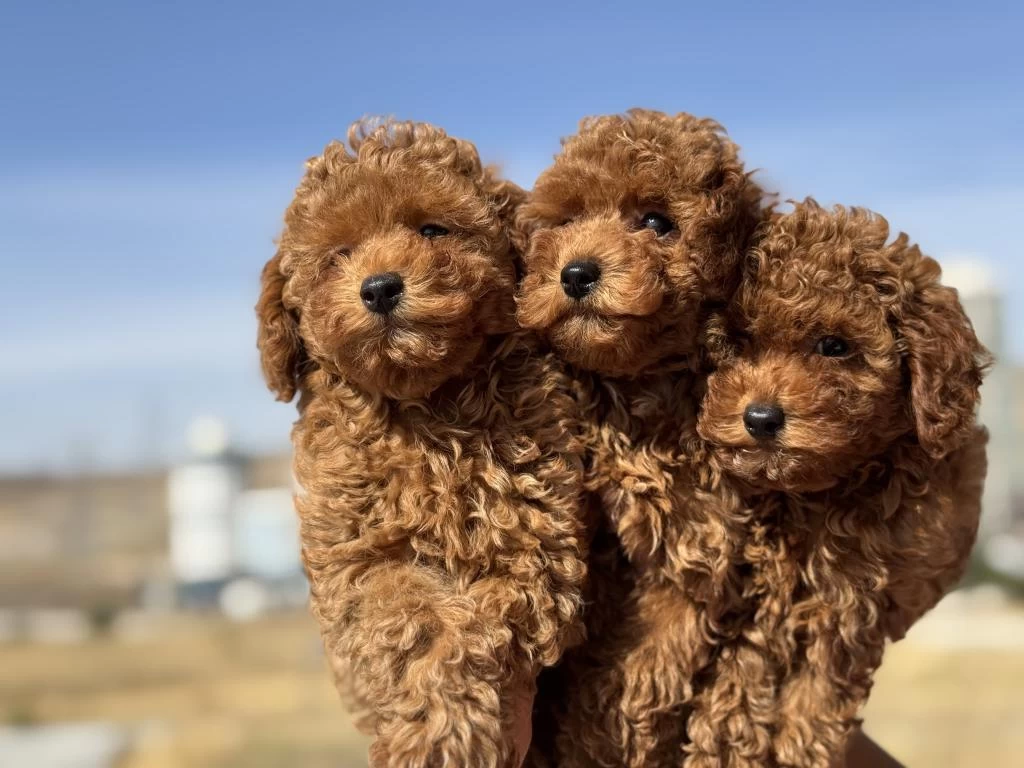 Toy Poodle Köpeğimiz #76209 | Petciler