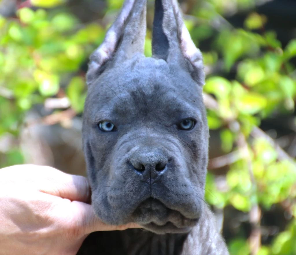 Fci-kif Şecereli Federasyon Kayitli Safkan Cane Corso Yavru #72341 ...