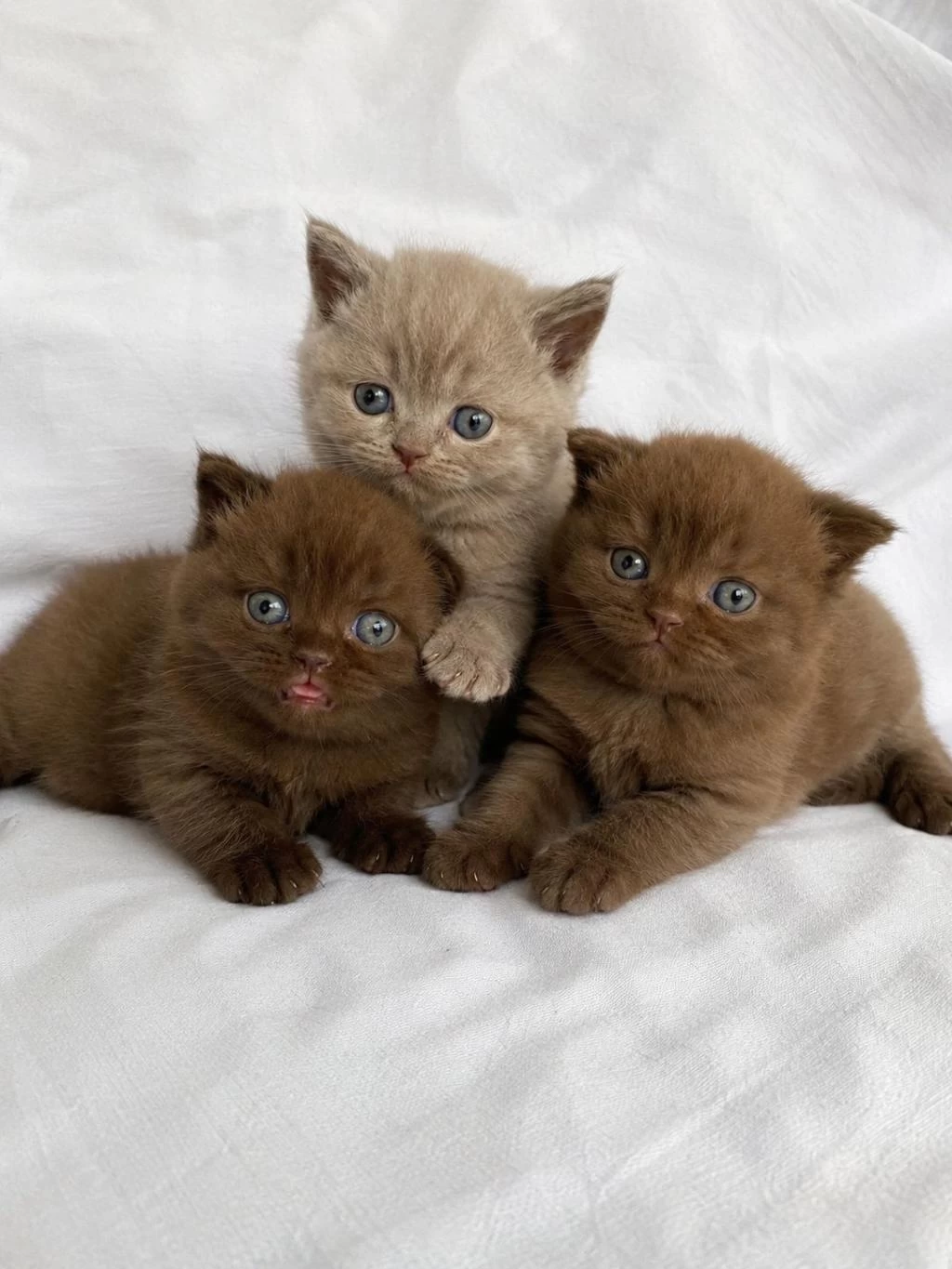 Nadir Özel Renk Chocolate British Shorthair Yavrular #73113 | Petciler