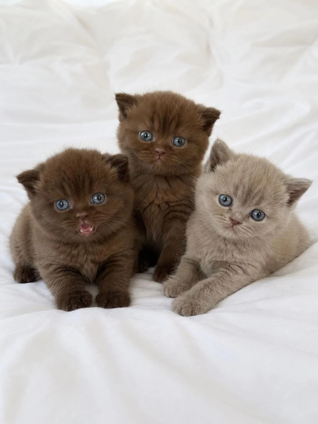 Nadir Özel Renk Chocolate British Shorthair Yavrular #73113 | Petciler